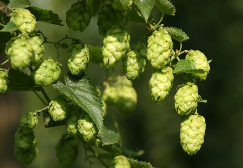 Are Cannabinoids Contained Only in Cannabis