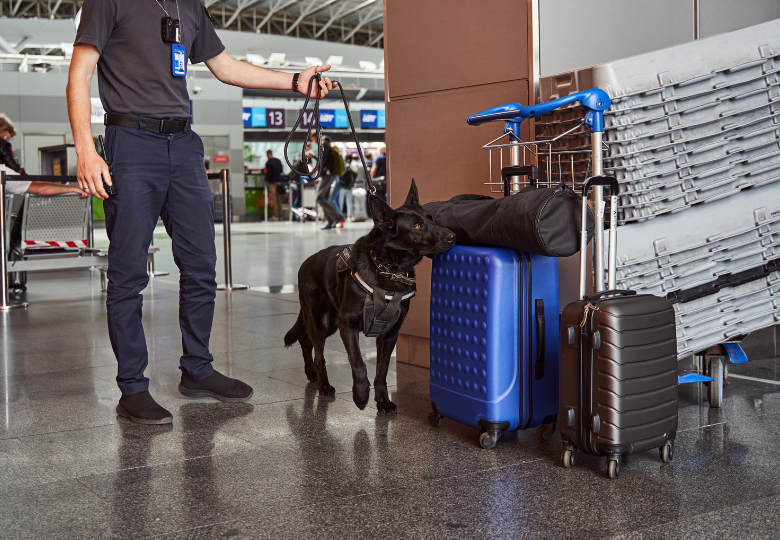 Drug Dogs and CBD: What We Know About Cannabinoid Detection