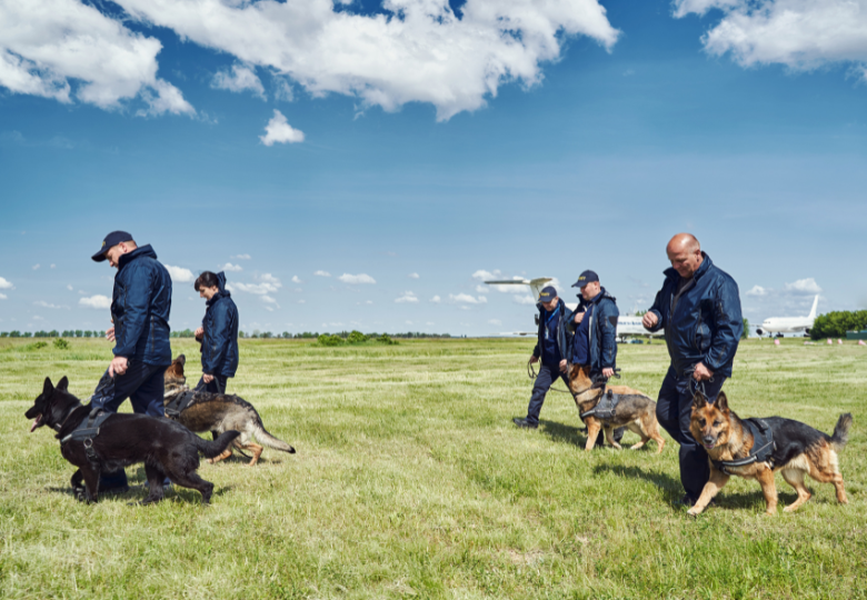 Drug Dogs and CBD: What We Know About Cannabinoid Detection