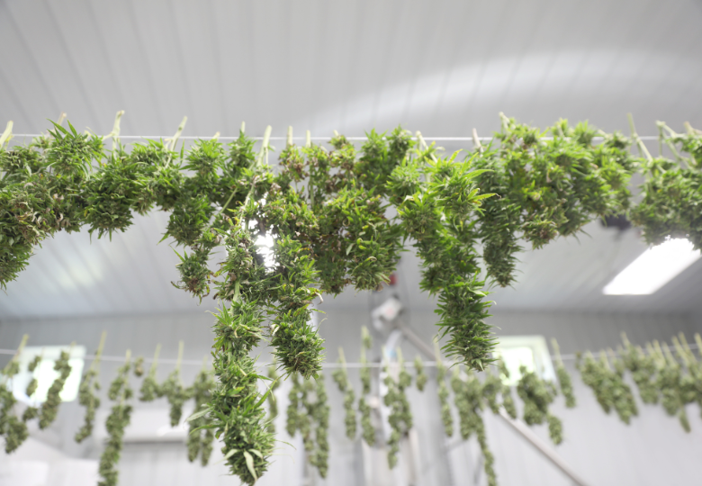 Wet Hemp Sticks: How to Effectively Solve This Problem
