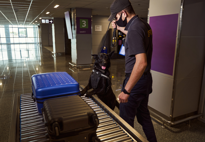 Drug Dogs and CBD: What We Know About Cannabinoid Detection