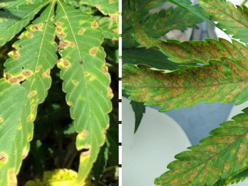 The Battle for Cannabis Health: Leaf Septoria vs. Calcium Deficiency