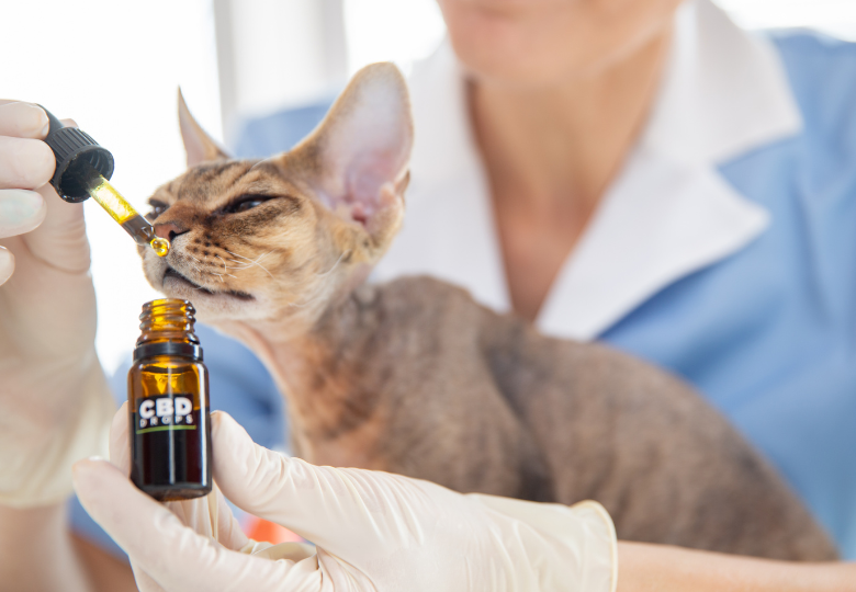 CBD for Cats: Safety and Dosage