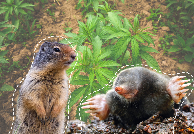Get Rid of Gophers and Moles in the Garden with Hemp: Proven Tips and ...