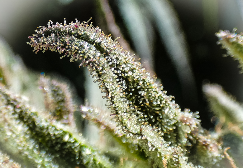 Analiza anatomii laski konopi: podstawowa struktura i funkcja