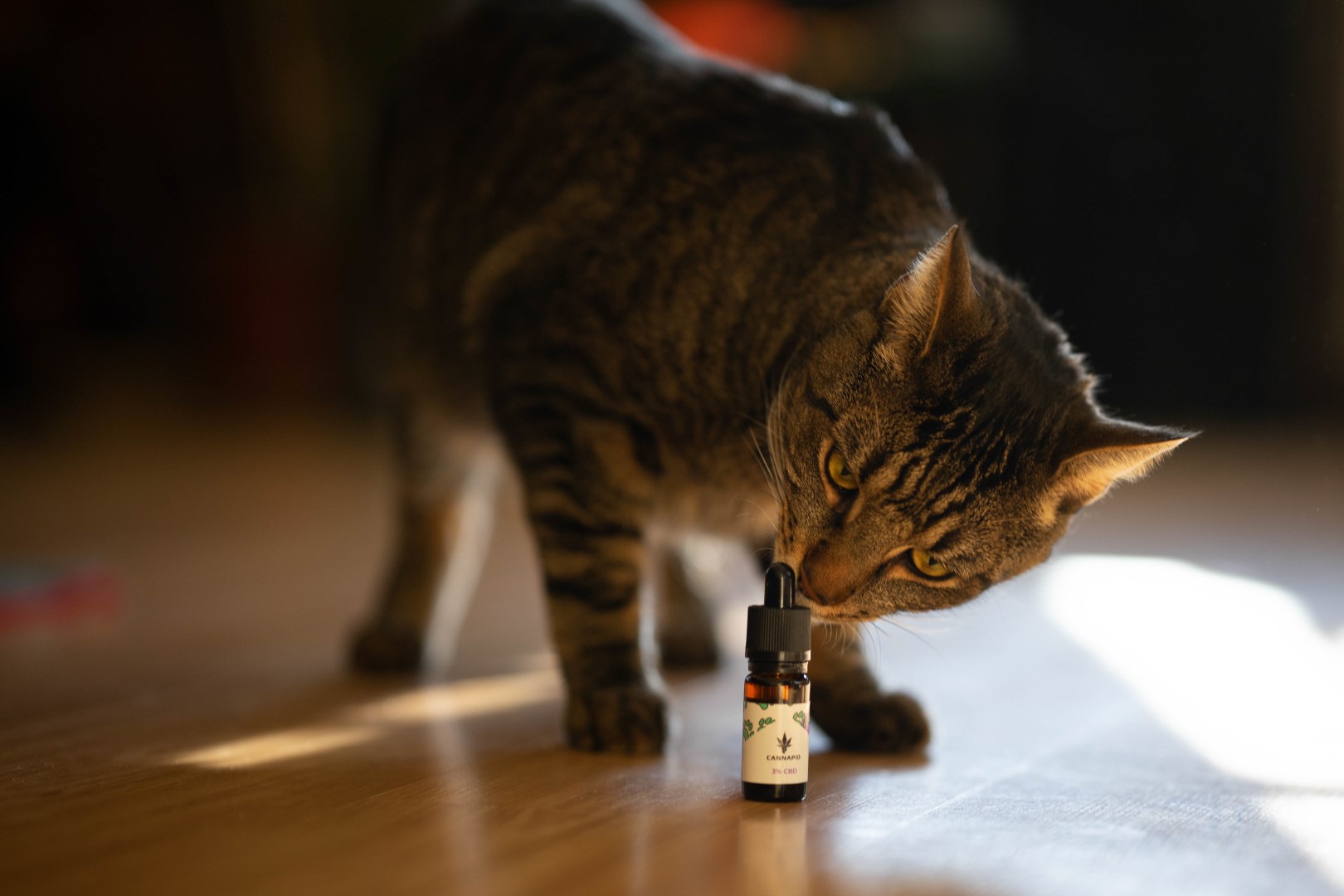 CBD for Cats: Safety and Dosage