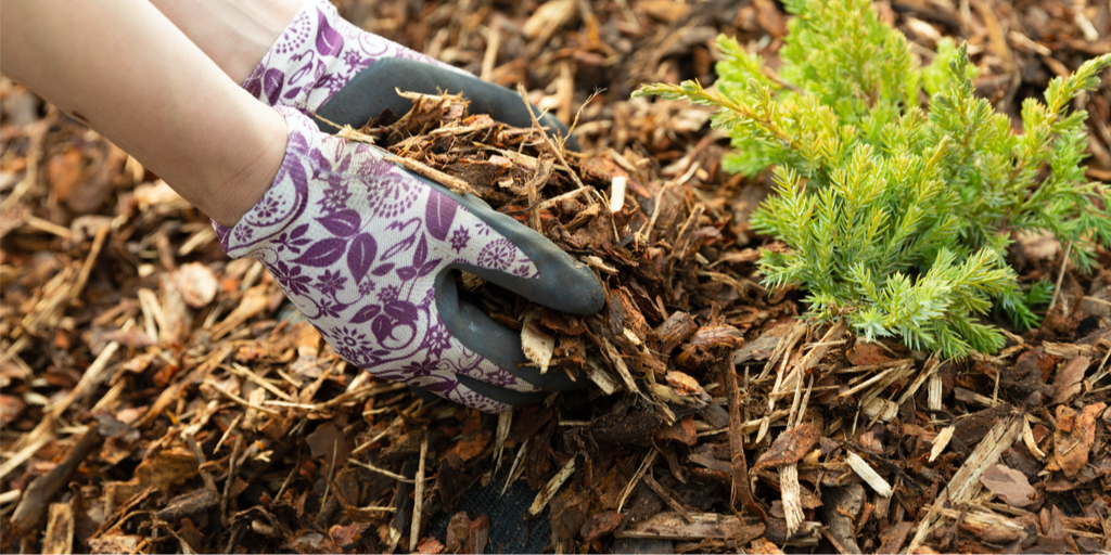 Mulch and Hemp: How Mulching Contributes to Better Growth