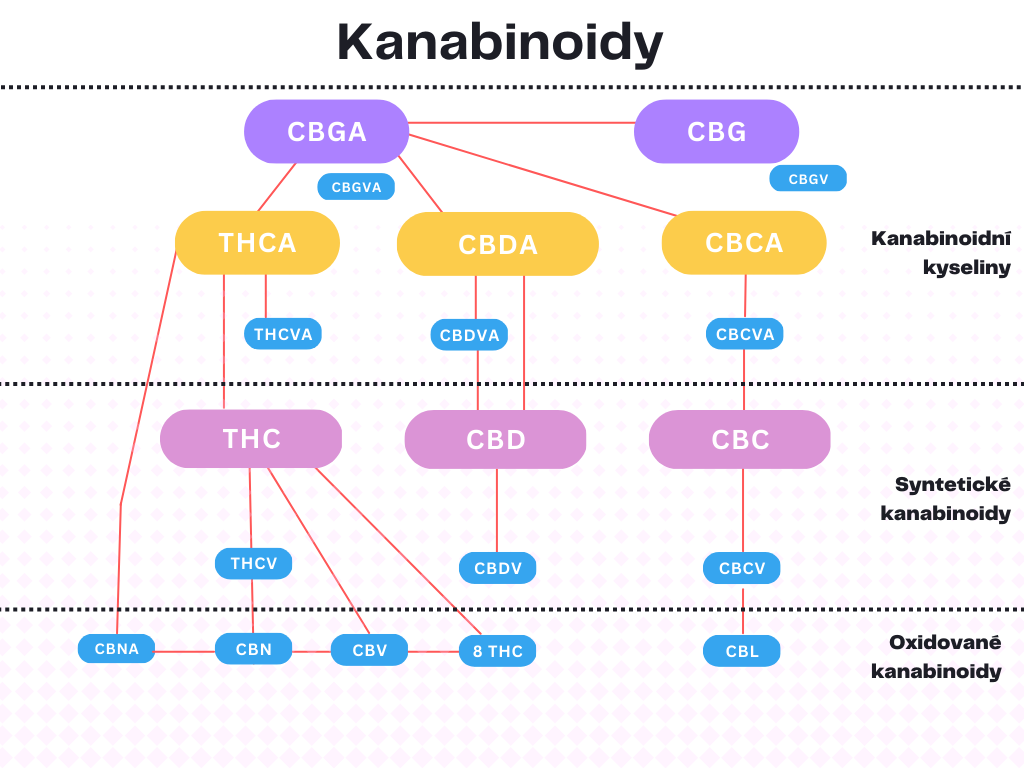 Cannabis and Cannabinoids: A Complete Guide to Cannabinoids and Their ...