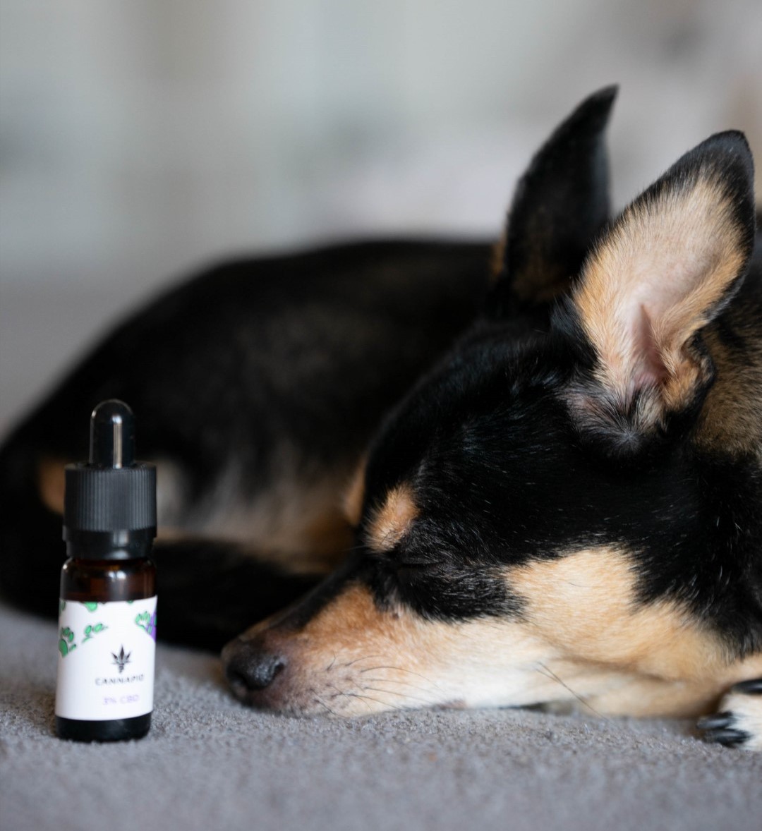 CBD for Dogs: Safety and Dosage for Your Pets